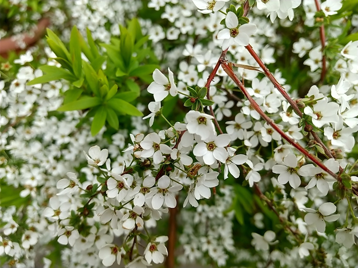 花たち: 川越英語案内人～川越を英語で歩こう会～